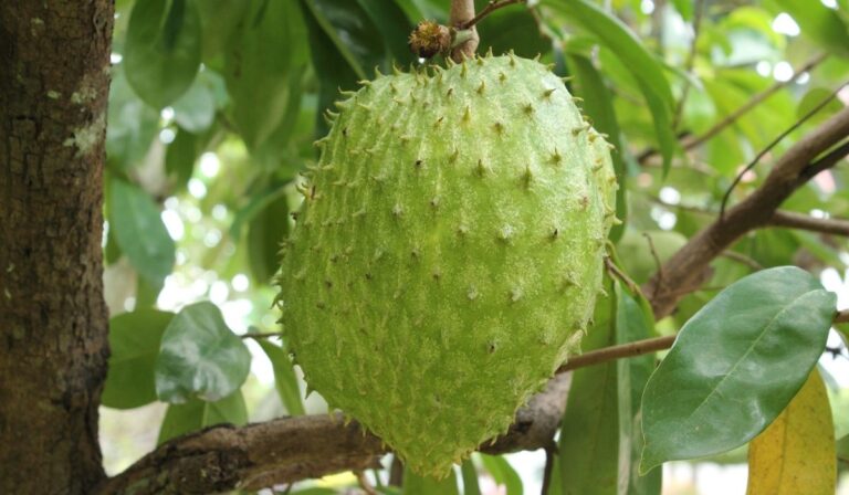 When Is Soursop In Season: And How Is This Unique Fruit Eaten?