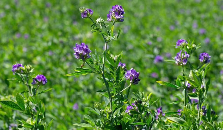 When To Plant Alfalfa: Alfalfa Planting And Growing Tips