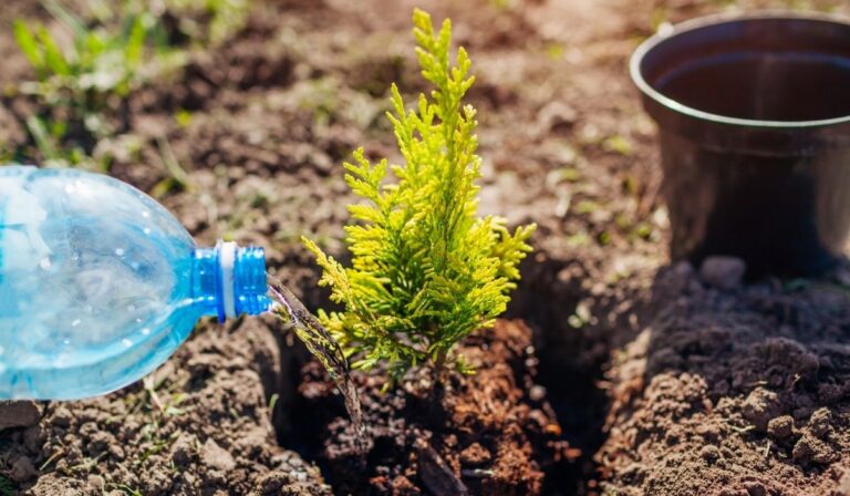 Planting Guide For Evergreen Trees - Seasonal Cornucopia