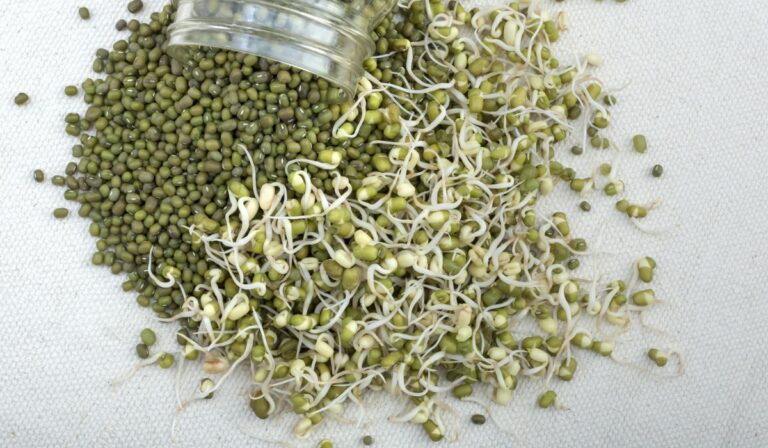 Green Beans Planting Guide - Seasonal Cornucopia