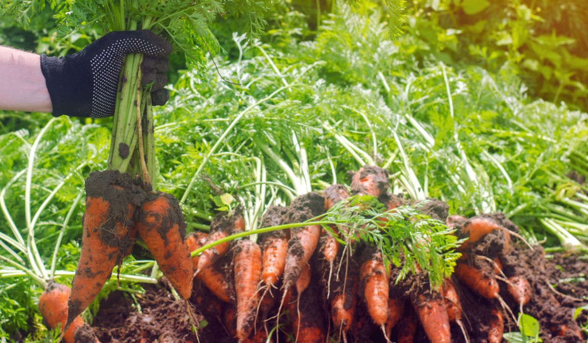 When Should You Plant Carrots? - Seasonal Cornucopia