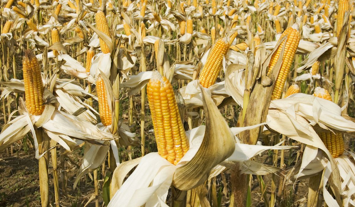 When is the Best Time to Plant Corn? - Seasonal Cornucopia