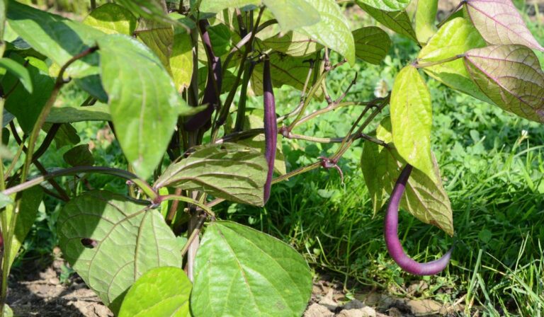 When And How To Plant Purple Hull Peas - Seasonal Cornucopia