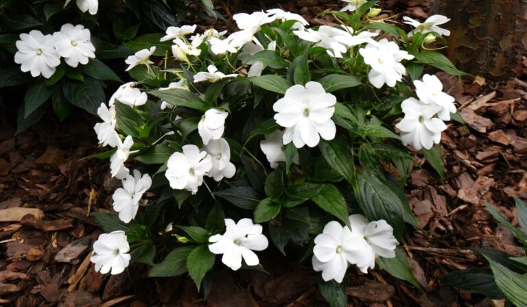 A Guide To Planting Vinca - Seasonal Cornucopia