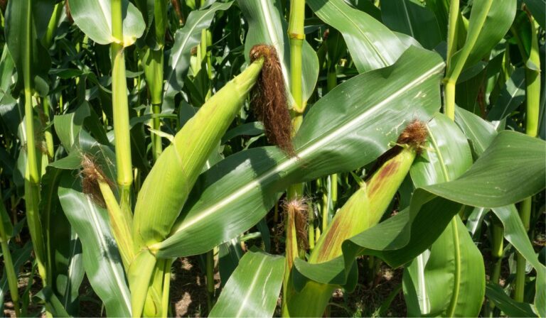When And How To Plant Sweet Corn For The Best Results