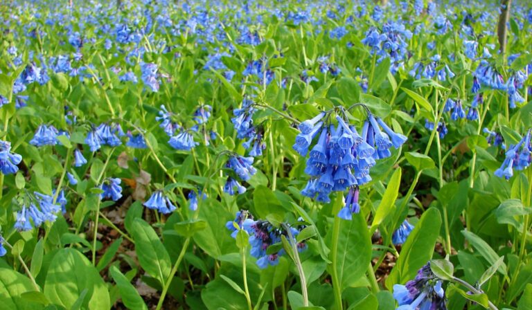 Planting Virginia Bluebells: What You Need To Know